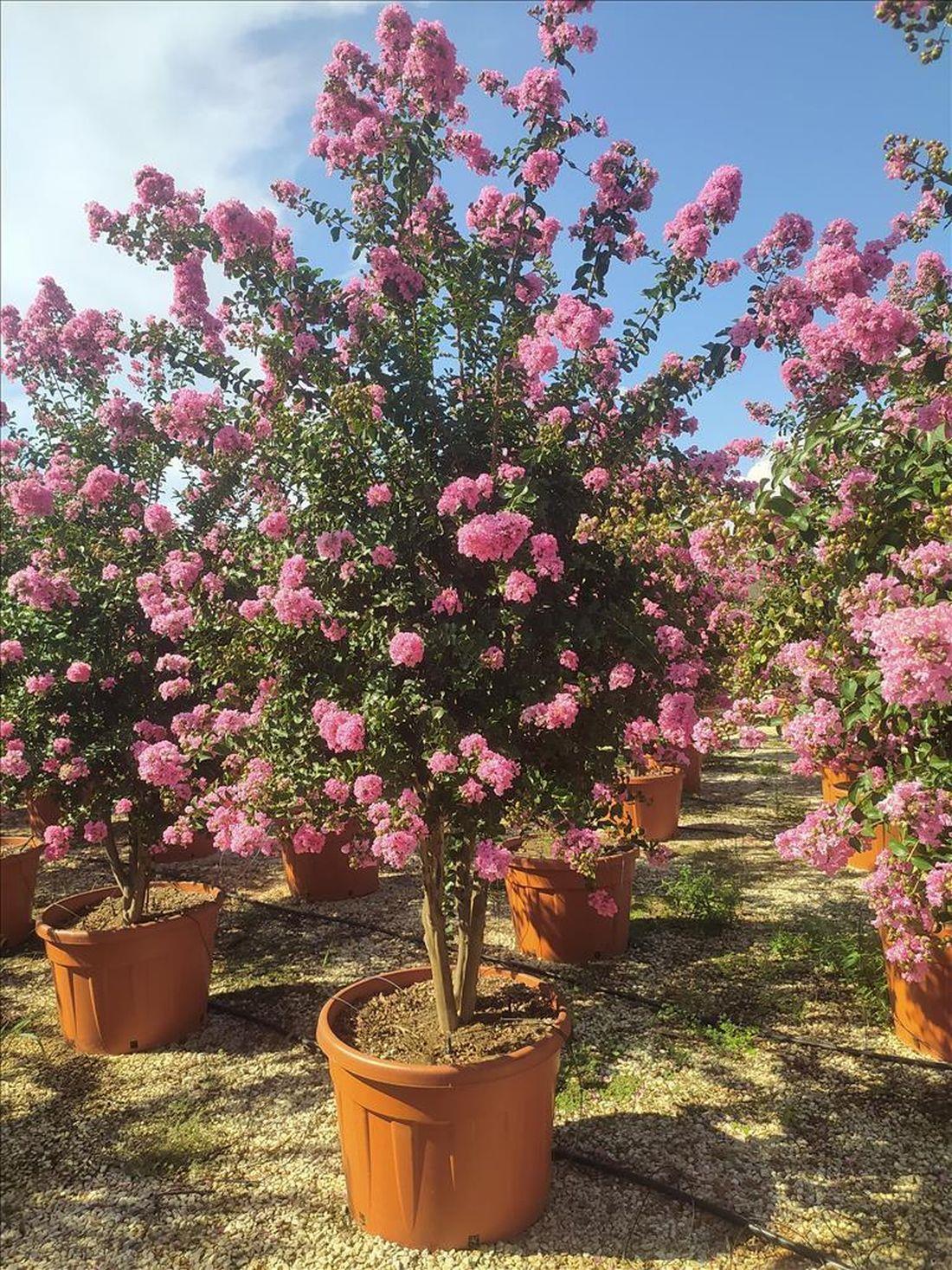 Direct Plants Lagerstroemia Pink Crape Myrtle 1/4 Standard Lollipop 10 | Yimbly