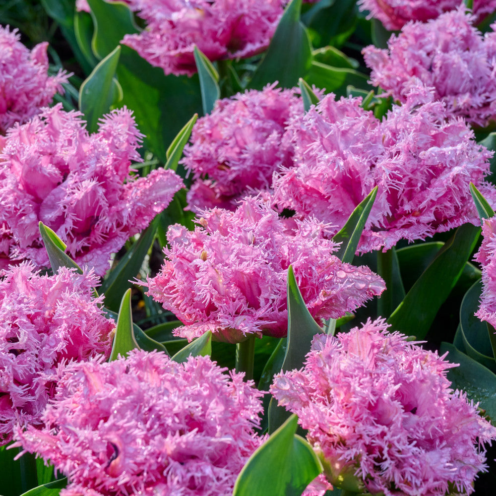 Hayloft Tulipa Newcastle - Double Fringed Tulip Bag Of 15 Bulbs | Yimbly